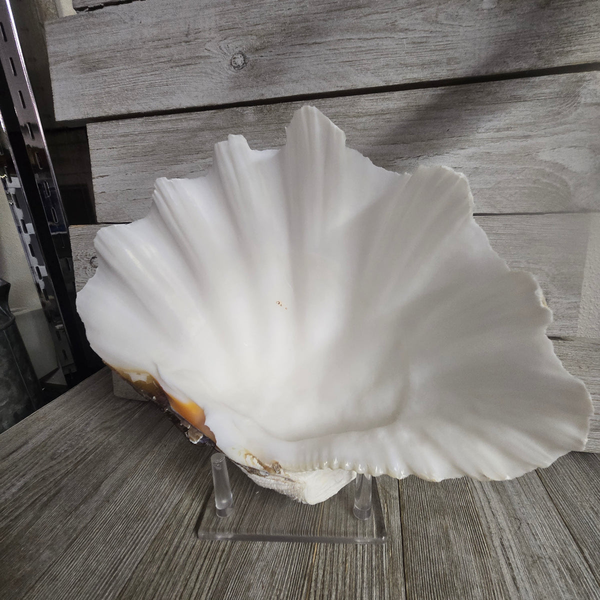 Large Shell w/Lucite display stand | My Wyo Designs